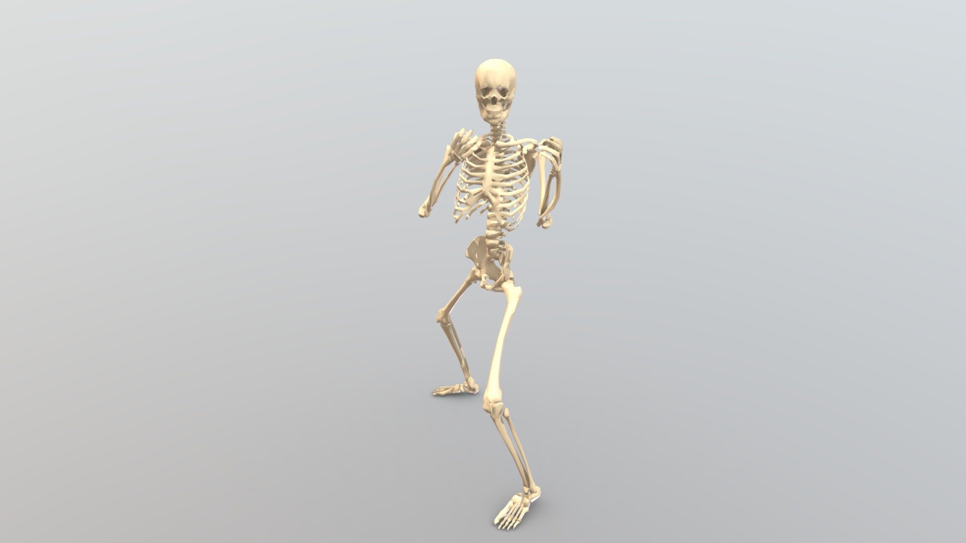 Squelette - 3D model by jm.radi [056b587] - Sketchfab