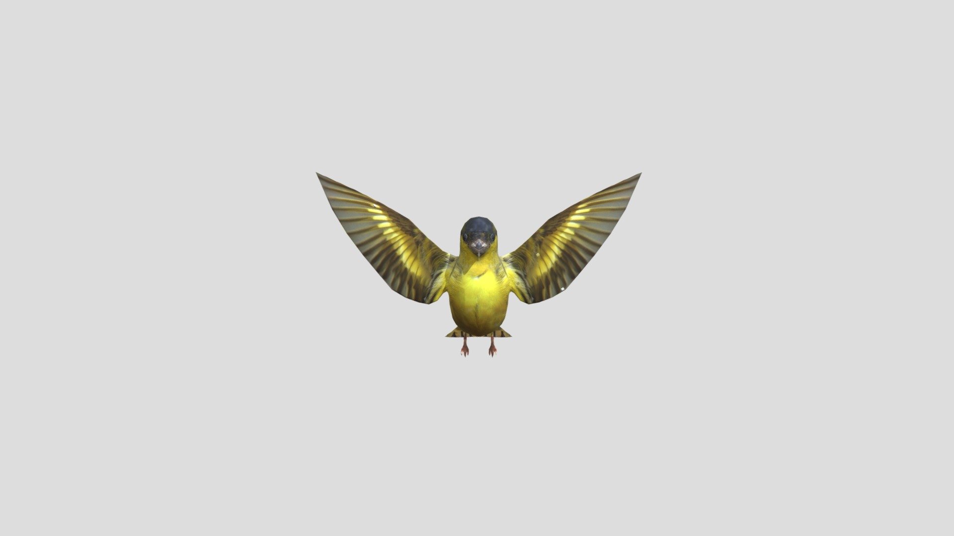 bird_fly - 3D model by nina89121513 [056df73] - Sketchfab