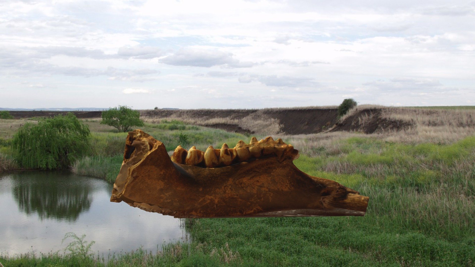 Macropus titan QMF3739 - 3D model by Queensland Museum ...