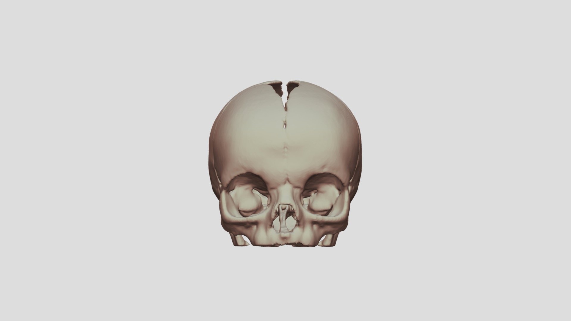 Skull of a normal infant - 3D model by nascene [0570a46] - Sketchfab