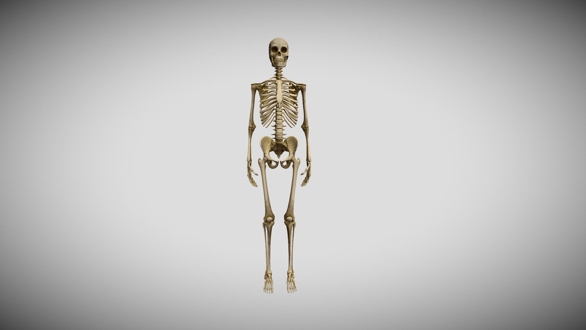 LO SCHELETRO - 3D model by graziavigna65 [0573003] - Sketchfab
