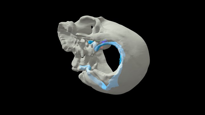 Skull-base 3D models - Sketchfab
