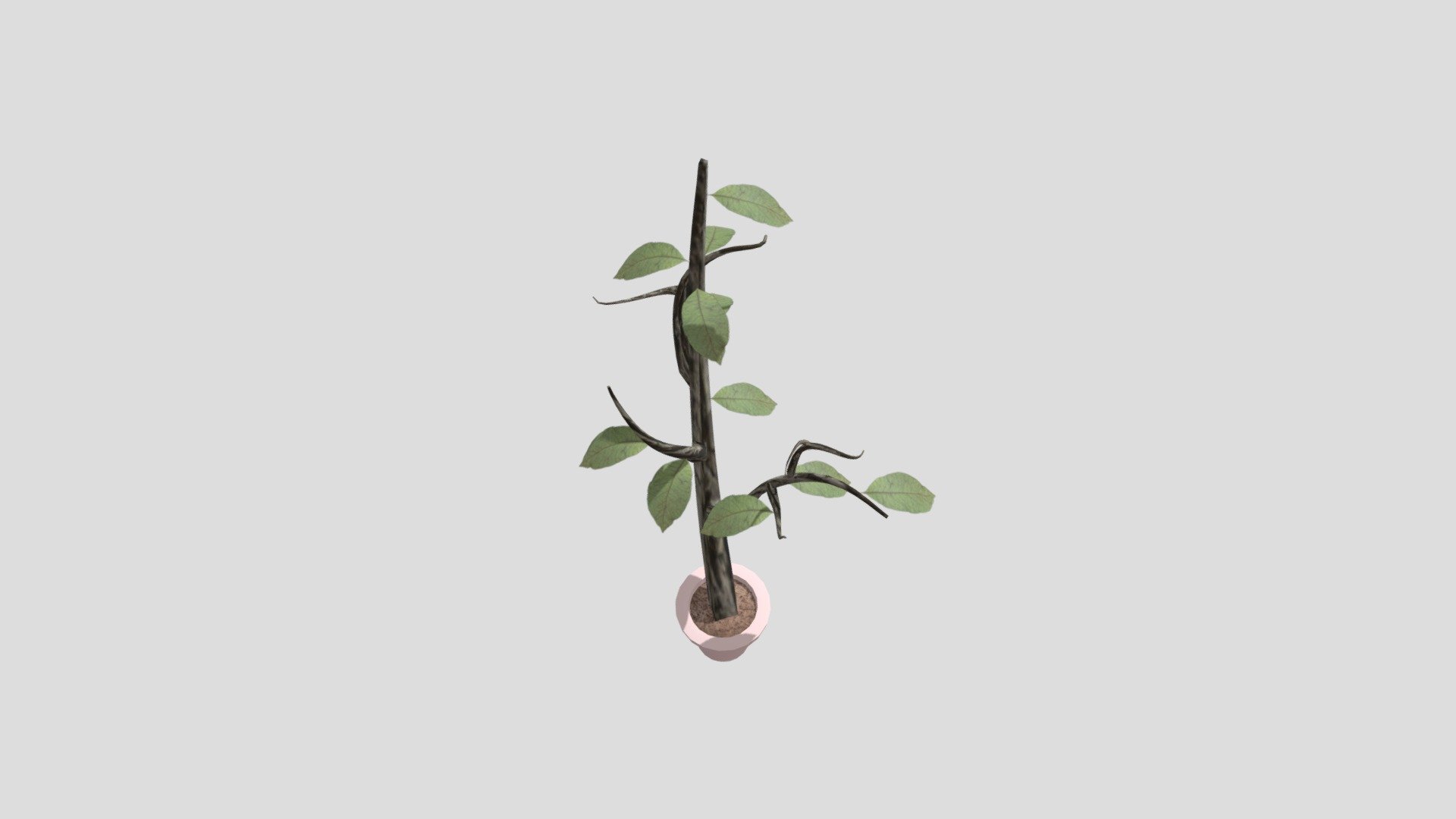 Plant - Download Free 3D model by baxtergaming [0581b7d] - Sketchfab