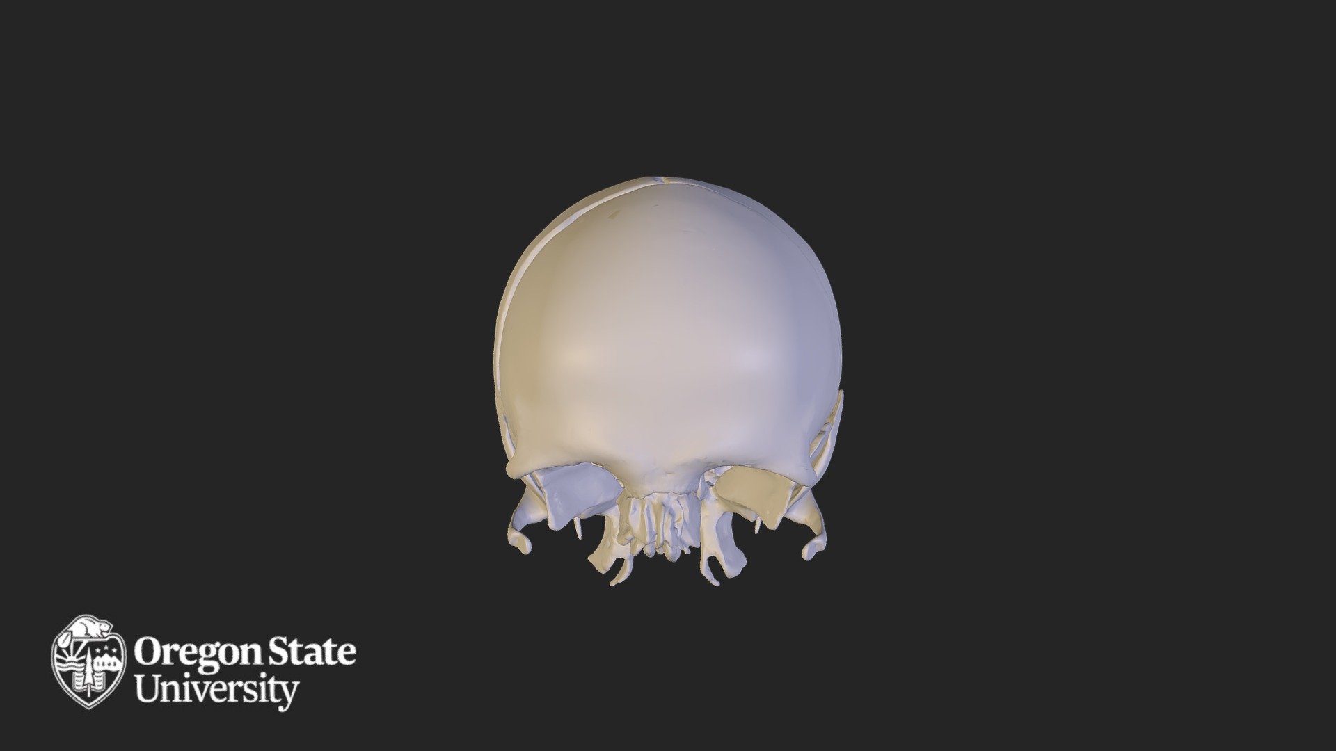 Cranial Skull - Download Free 3D model by Oregon State University ...