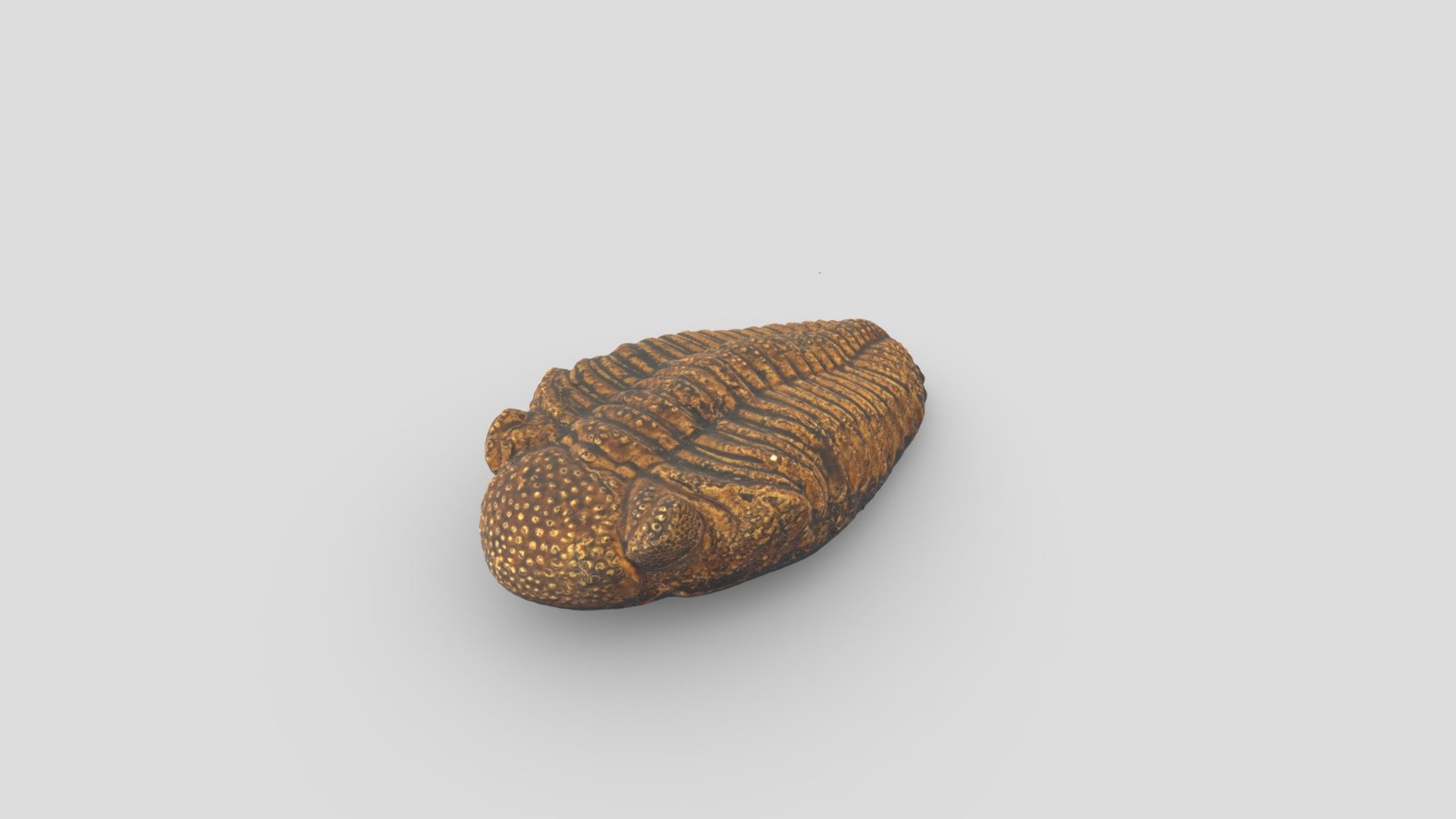 Trilobite 3D Model - Download Free 3D model by LJMUZoology [0584a0a ...