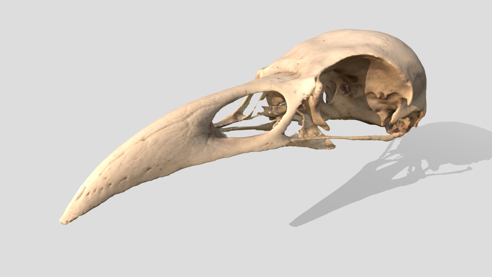 Crow Skull Photogrammetry Digitization - 3D model by The Whz (@thewhz ...