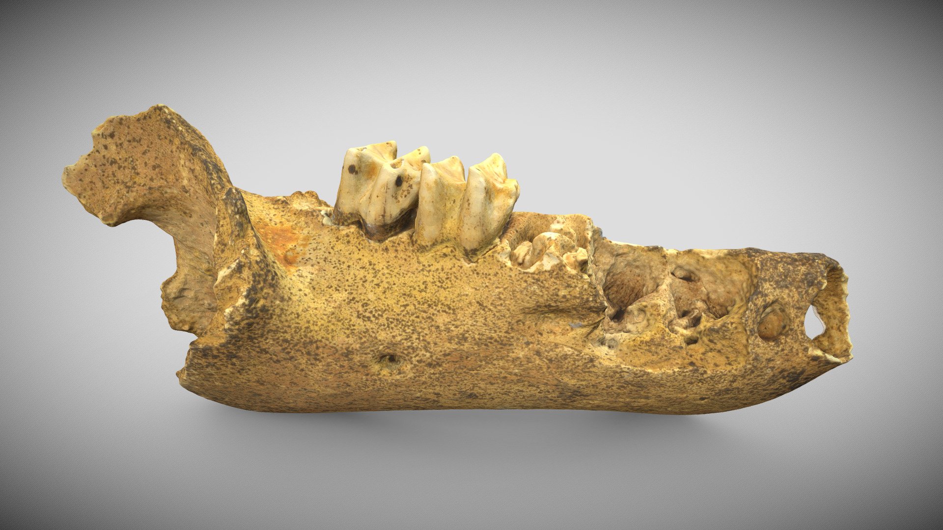 Sthenurine kangaroo mandible - 3D model by UQ School of the Environment ...