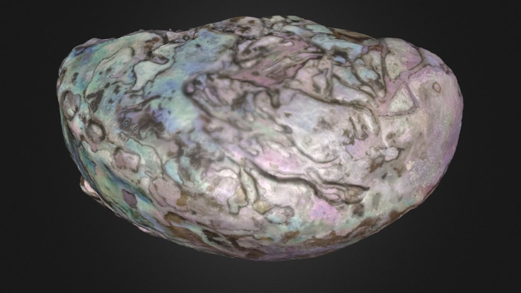 Paua Shell Scan Example - 3D model by ryanachten [058f871] - Sketchfab