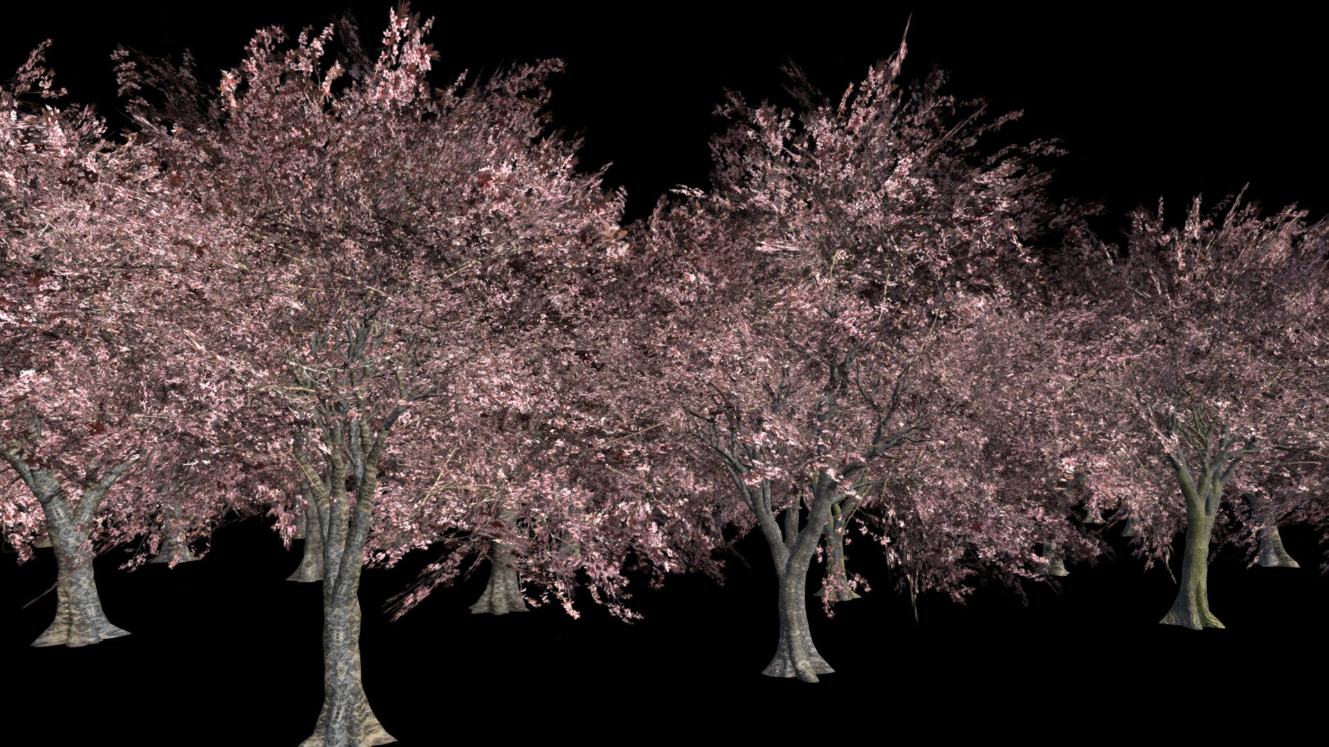 36 Japanese Cherry Trees Pack (medium-Poly) - Buy Royalty Free 3D model ...