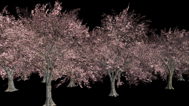 Cherry-tree 3D models - Sketchfab