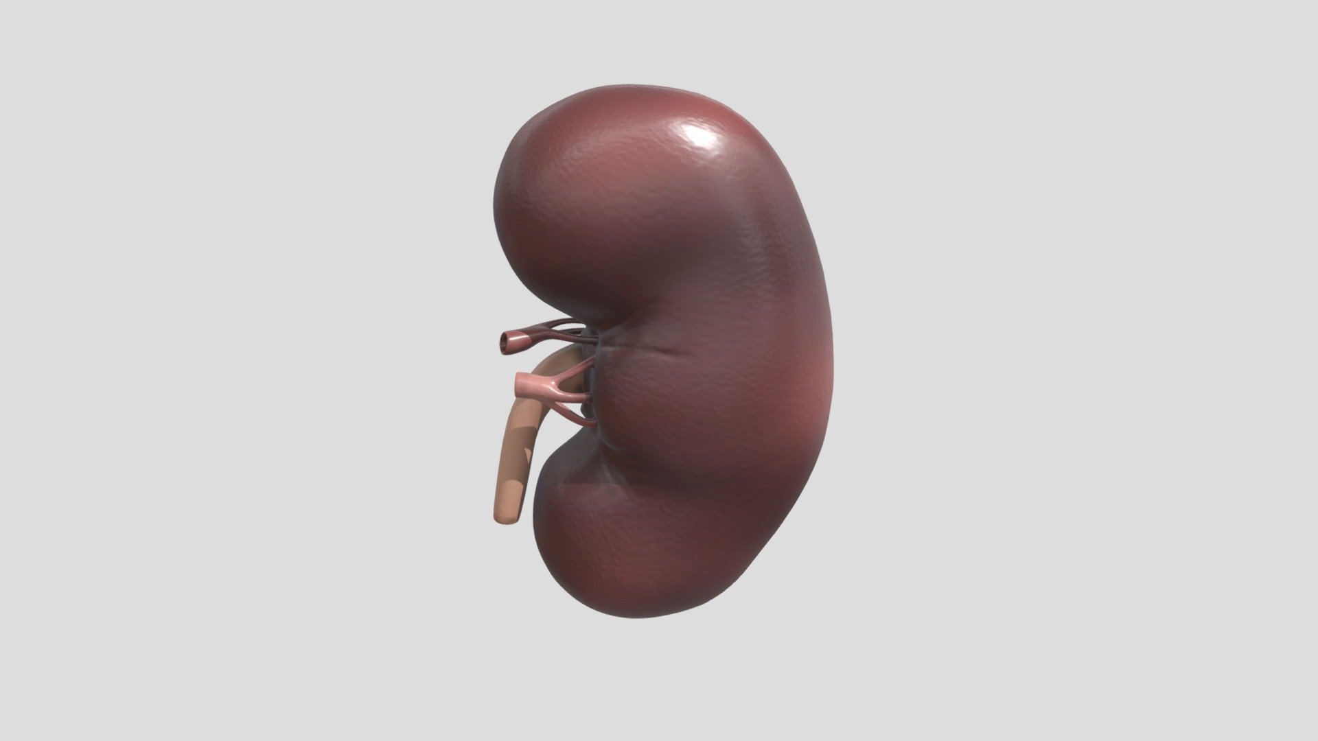 Human Kidney - Download Free 3D model by Liam_Pernell [059ba60] - Sketchfab