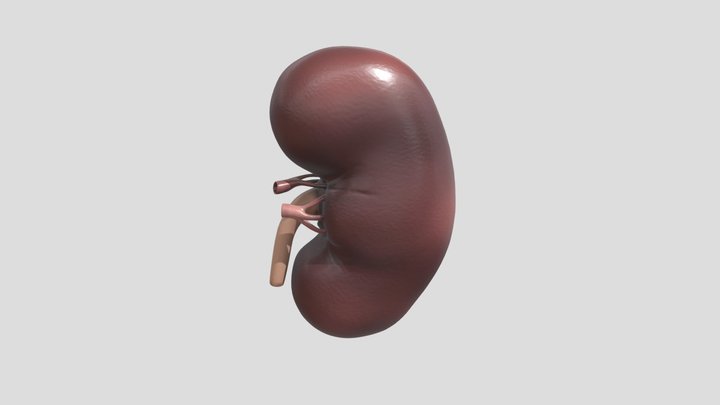 Human-kidney 3D models - Sketchfab
