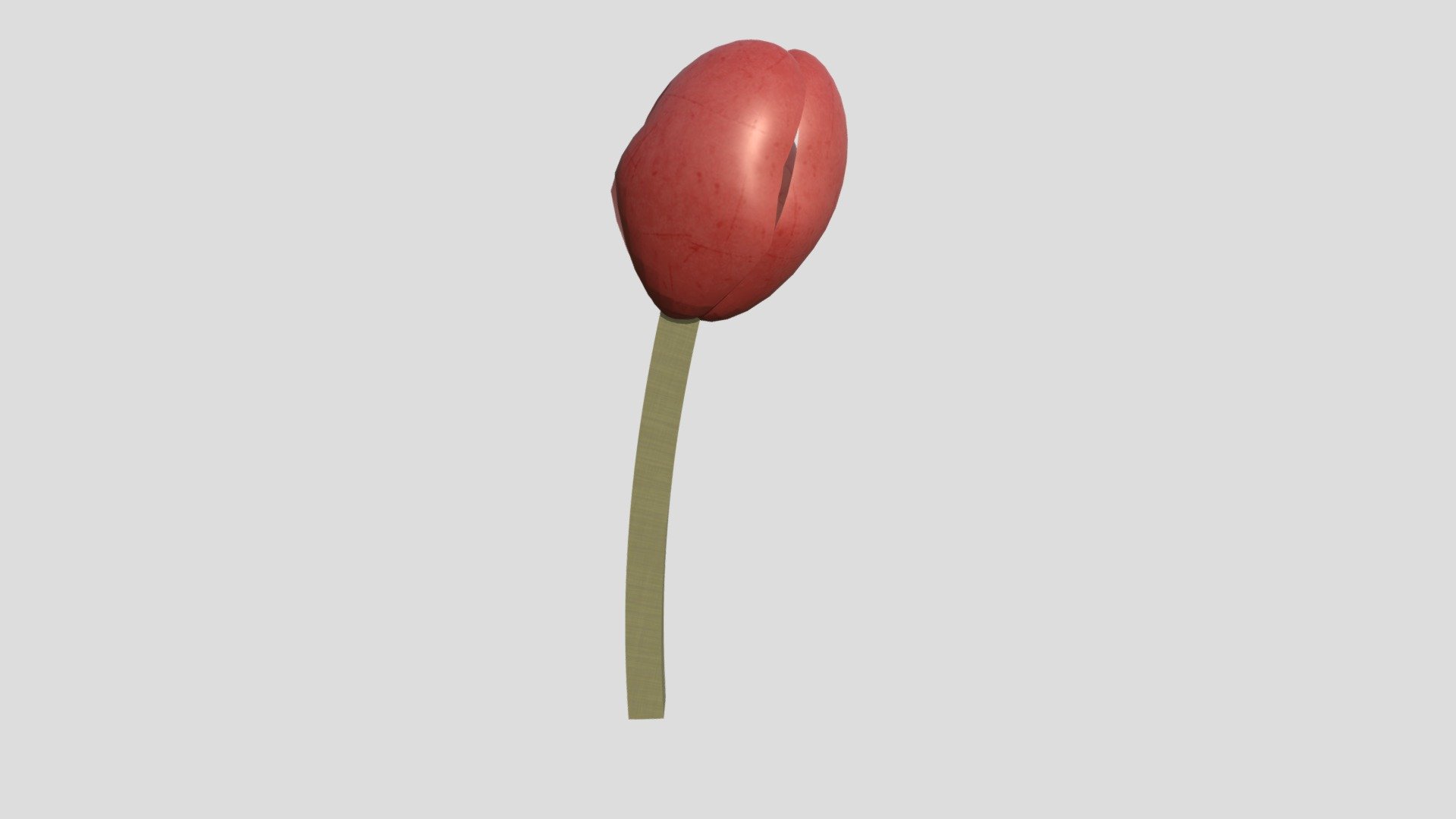 Tulip 3d Model By Harveydavies [059eb05] Sketchfab