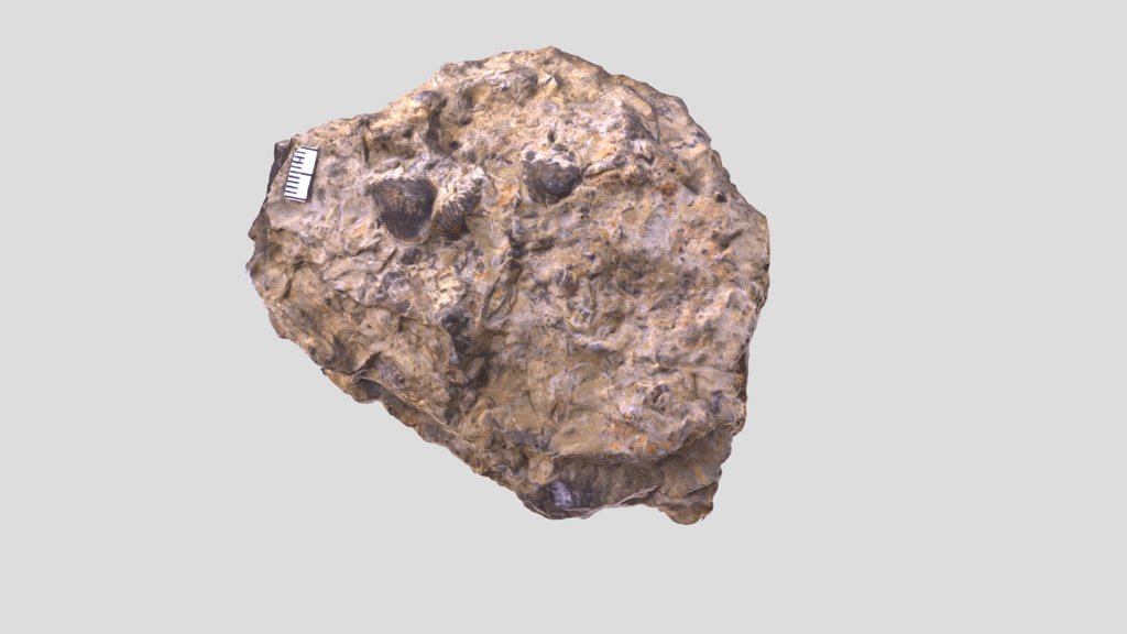 Wenlock limestone samples - A 3D model collection by smithlabdurham ...