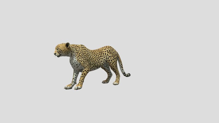 Cheetah 3D models - Sketchfab
