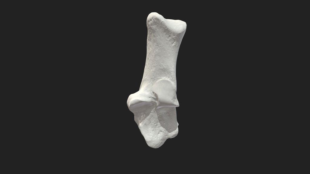 tarsal bones cat - A 3D model collection by vetanatMunich - Sketchfab