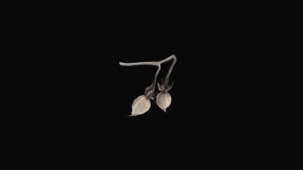 Botany - A 3D model collection by MuseumoftheCosmos - Sketchfab