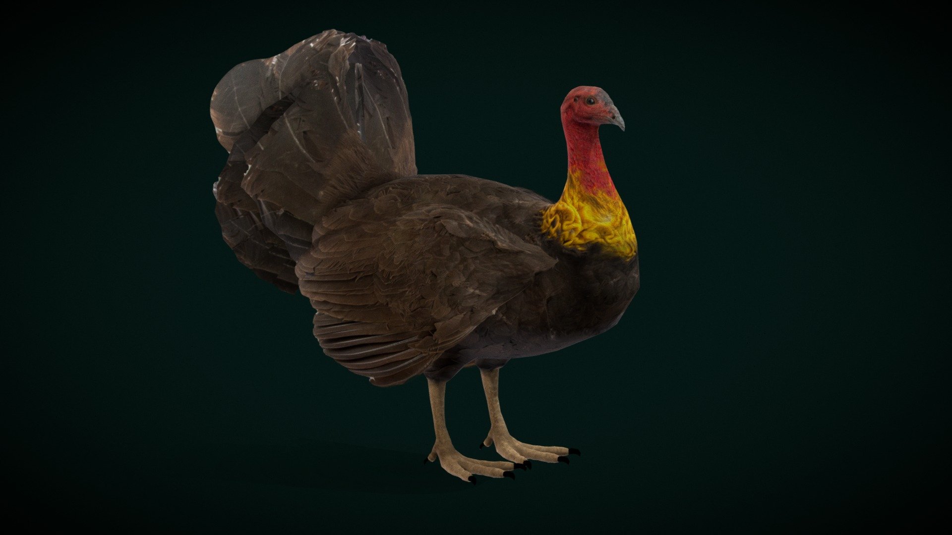 Australian Brush Turkey Bird (Low Poly) - Buy Royalty Free 3D model by ...