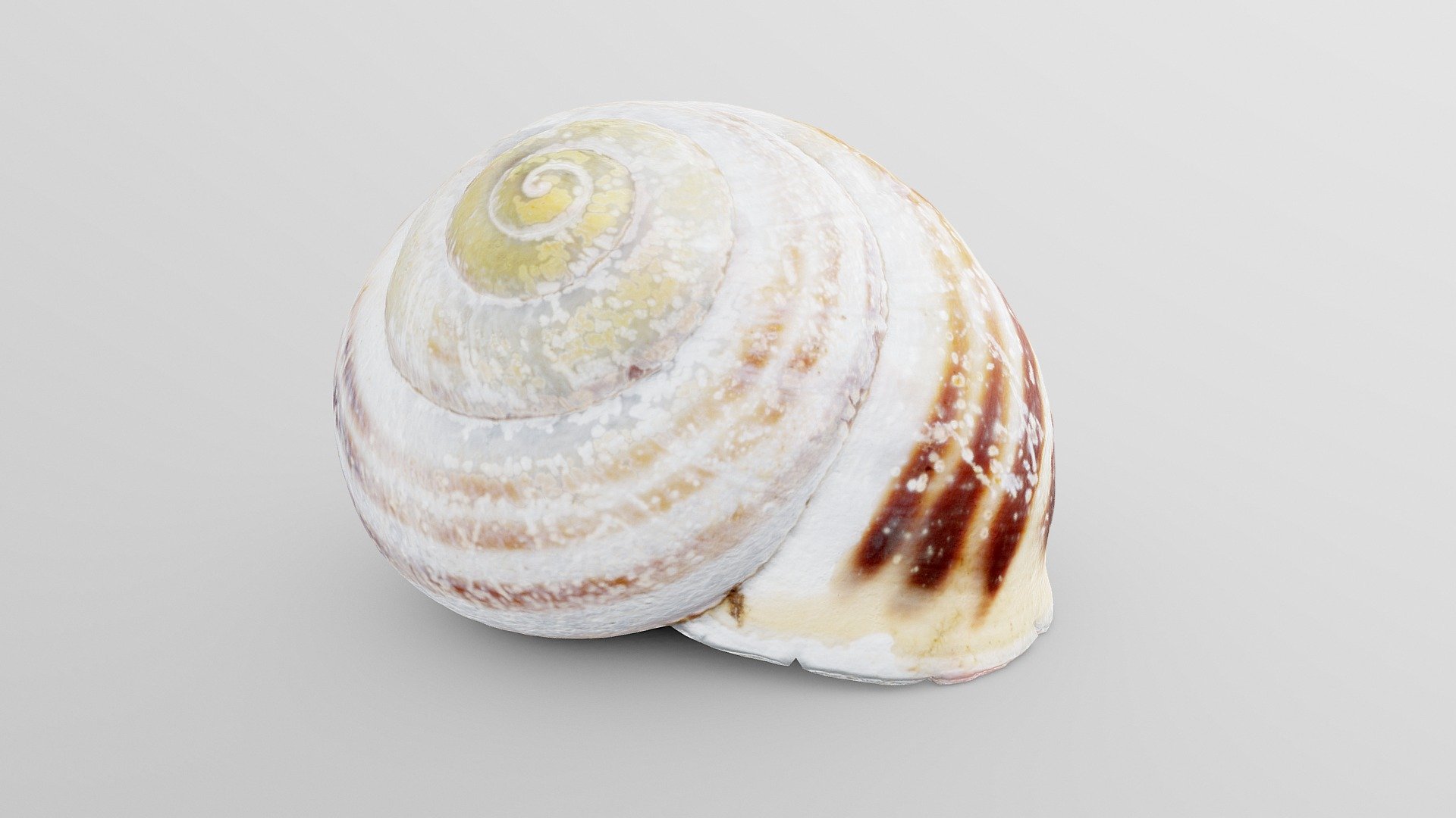 Grove Band Snail Shell - Buy Royalty Free 3D model by Drakery [05a9c19 ...