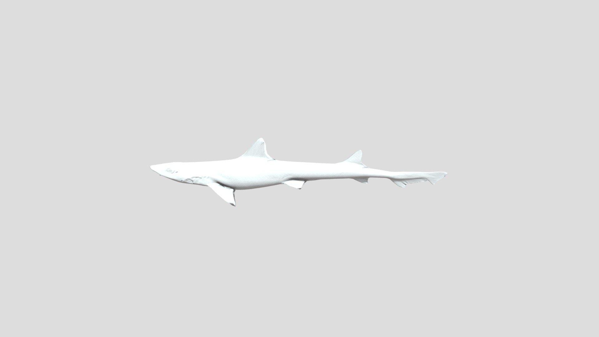 The Dog shark - Download Free 3D model by SharkModelzCreator ...