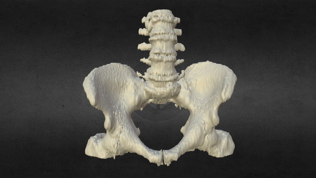 Sacrum / Pelvis - 3D model by RPA IAS (@kai.cheng) [05c04ce] - Sketchfab