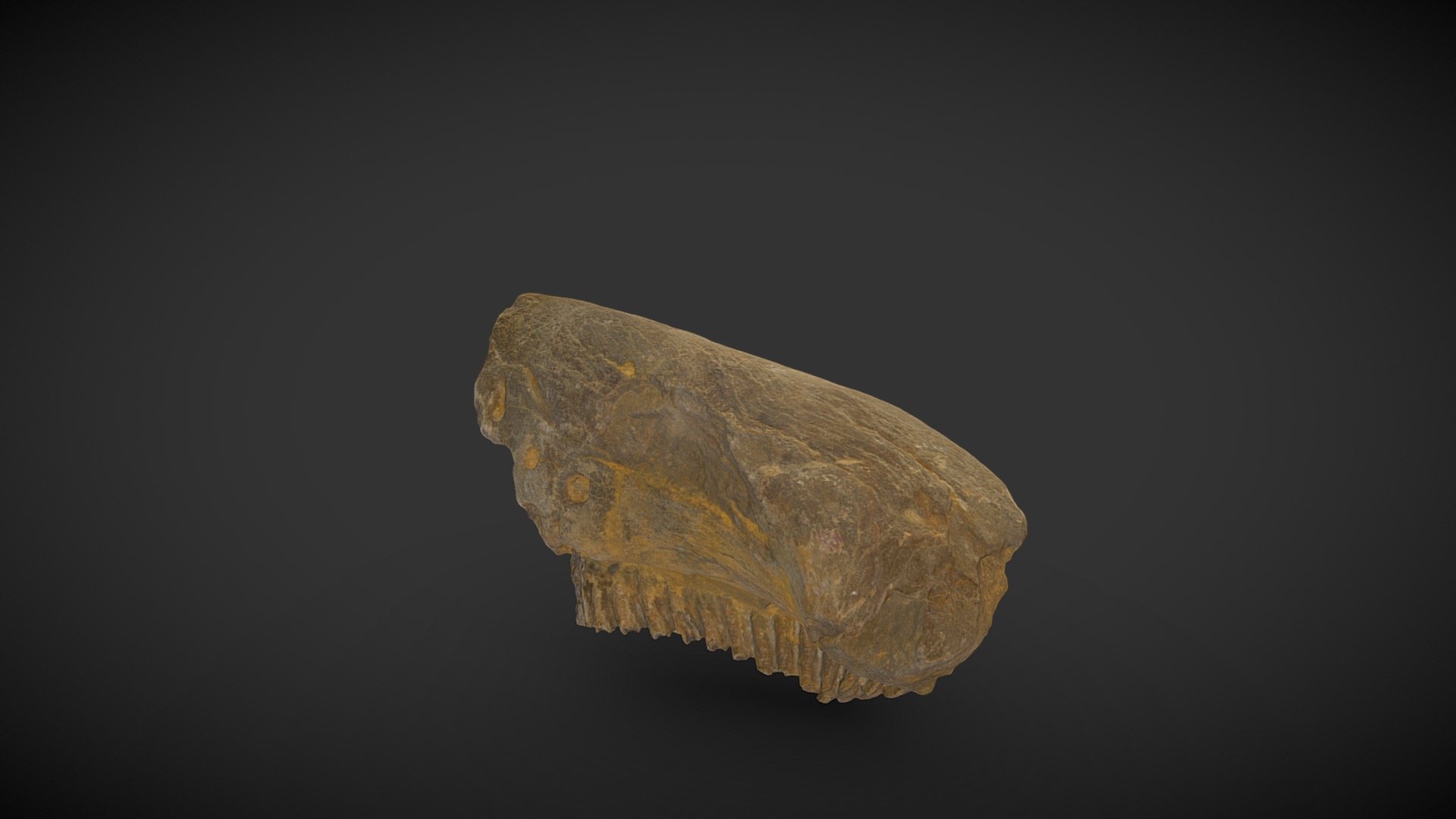 Maxilar mamut - 3D model by Institutul Național al Patrimoniului ...