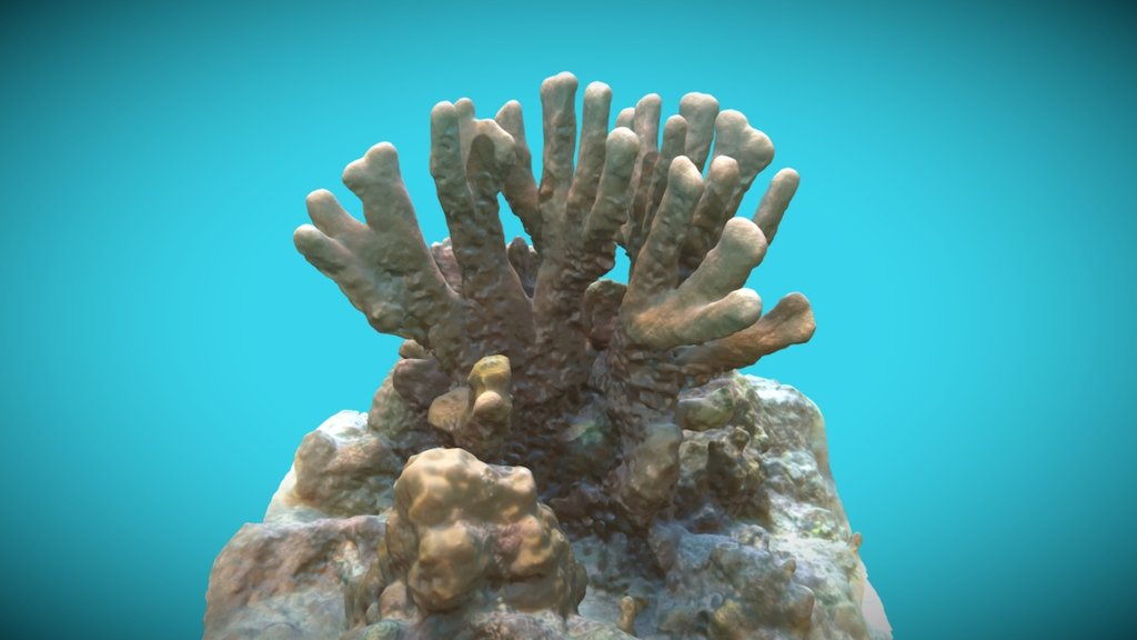 MAL Coral Columnar,Coral Garden, 201611 - 3D model by BlueNomadsOrg ...