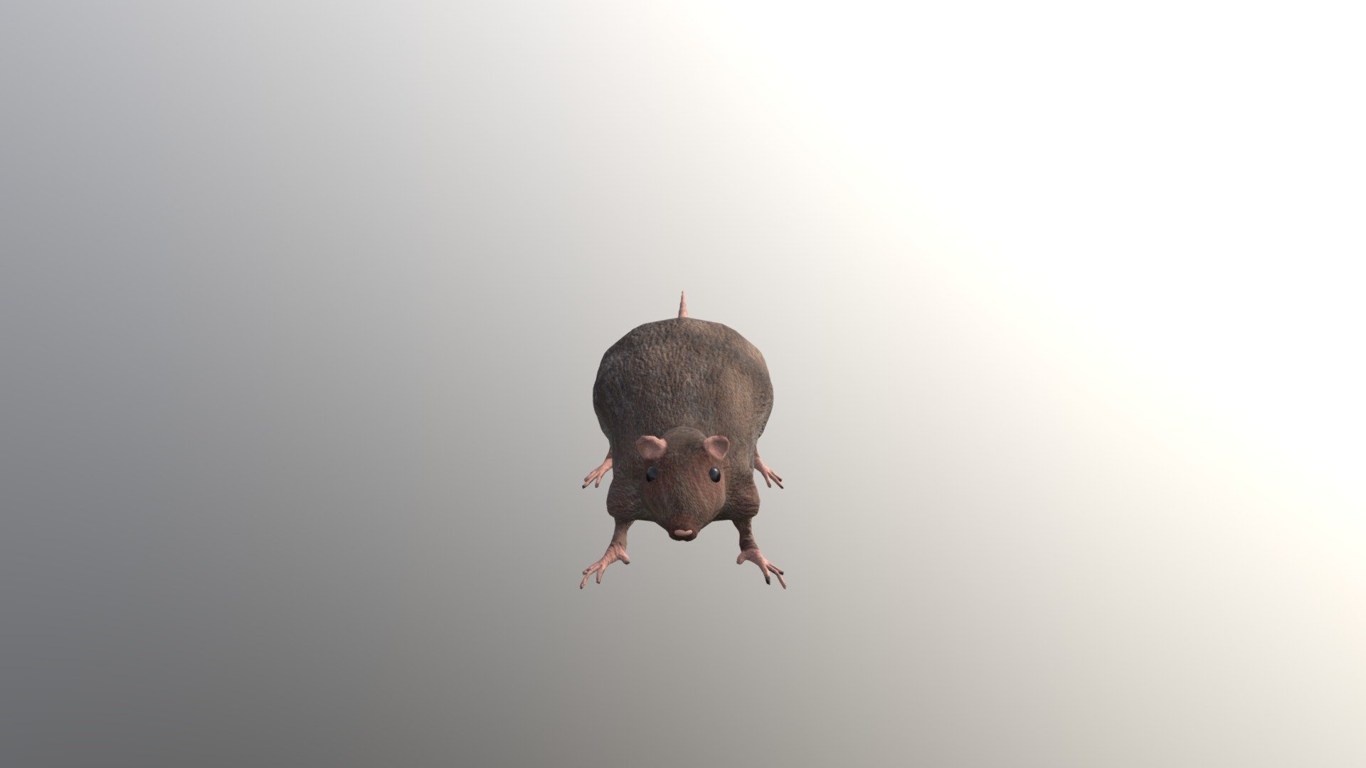 Rat - 3D model by Heroinfather [05cb8f4] - Sketchfab