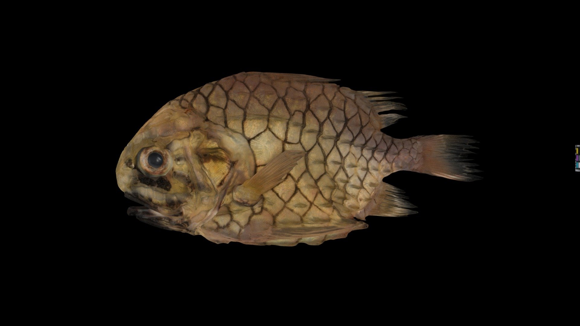マツカサウオ 🐟 Pinecone Fish, Monocentris japonica - Download Free 3D model ...