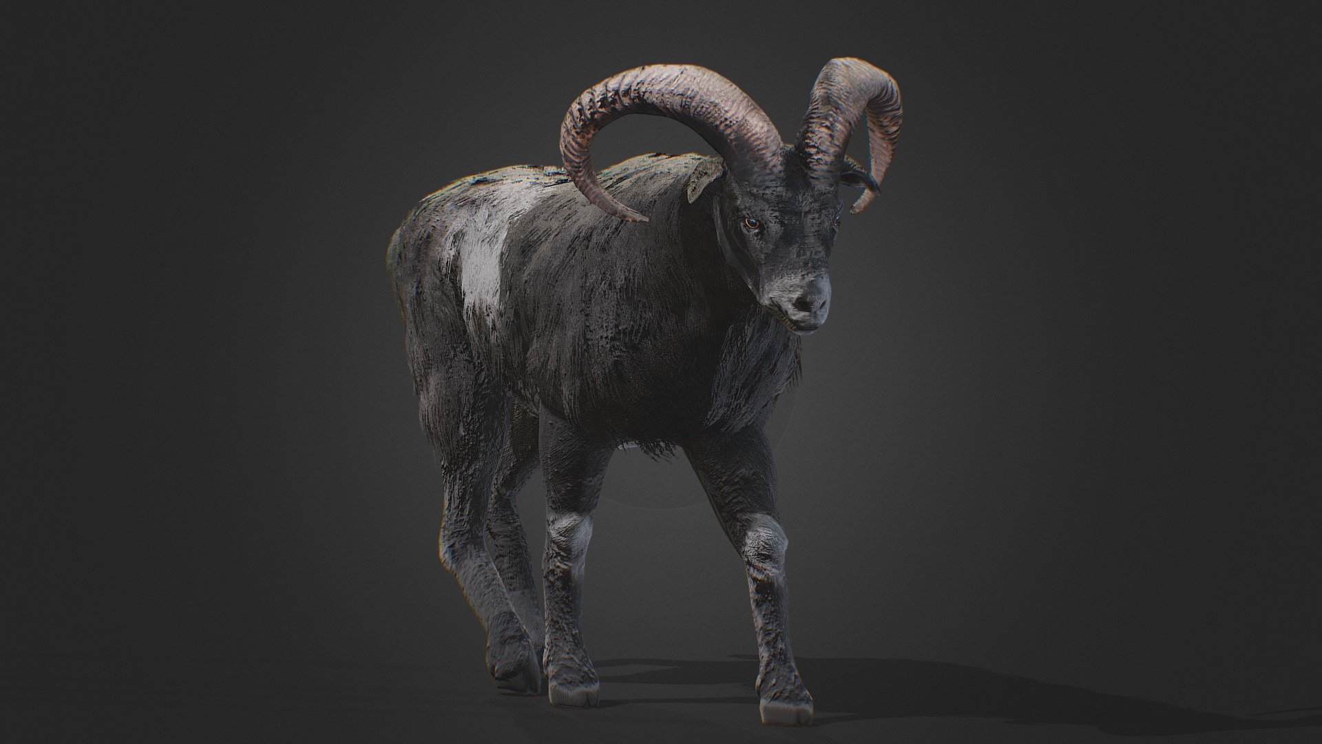 Ovis animated - Buy Royalty Free 3D model by Kasit Studio (@kasit) [05d5ef2] - Sketchfab Store