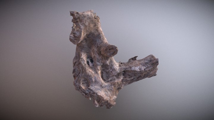 Pohon 3D models - Sketchfab