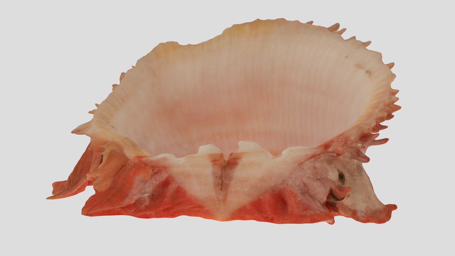 Spondylus sp. - right valve - Download Free 3D model by John Merck ...