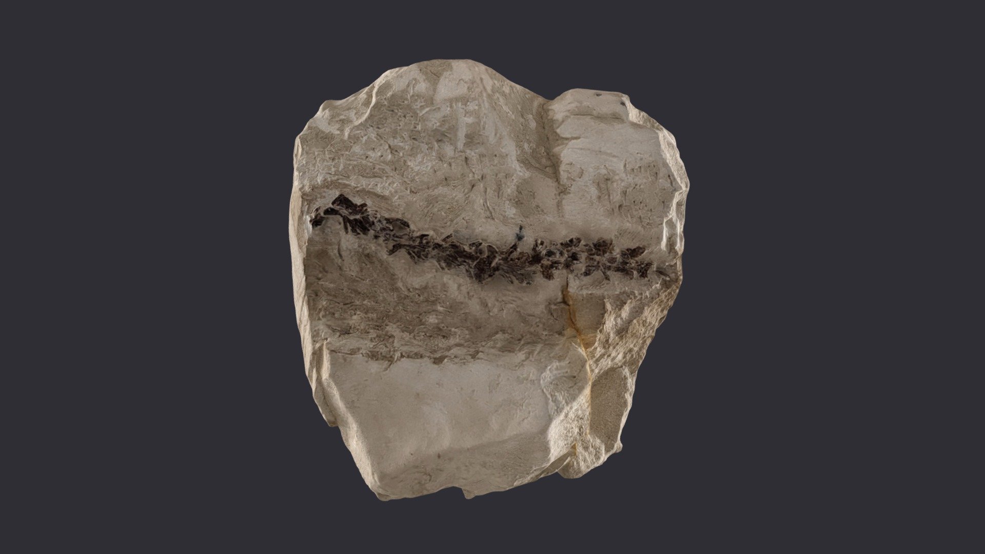 Salamandrid Fossil - 3D model by Jangojips [05e1cf7] - Sketchfab