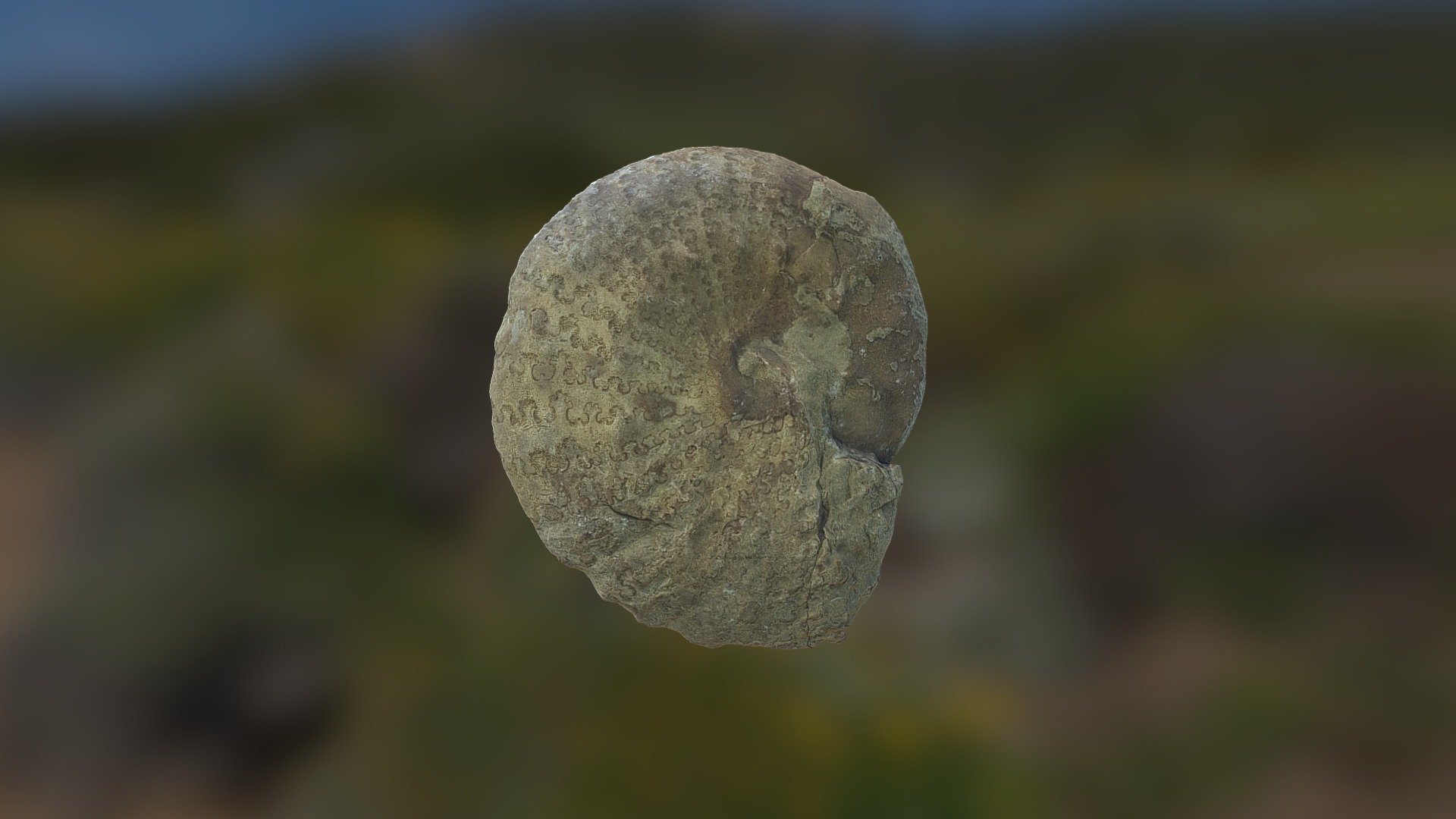Sphenodiscus sp. - Buy Royalty Free 3D model by Shellie Luallin ...