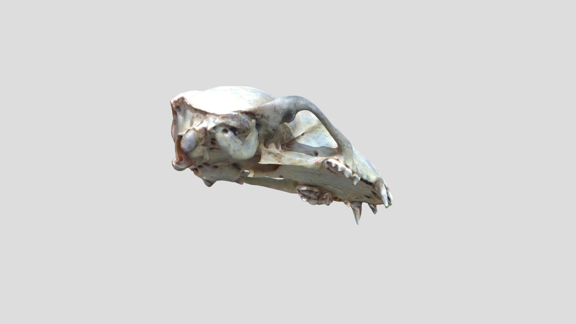 Meles_meles_U_SAP.ZOO.54a_sca - 3D model by Davide Tamagnini (@Davide ...