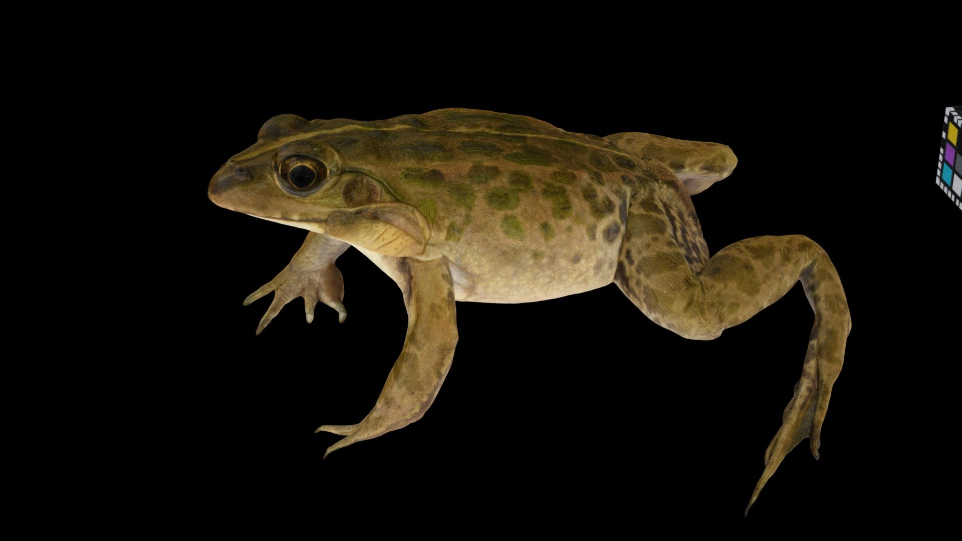 ナゴヤダルマガエル 🐸 ♂ Daruma Pond Frog - Download Free 3D model by ffish.asia / floraZia.com (@ffishAsia ...