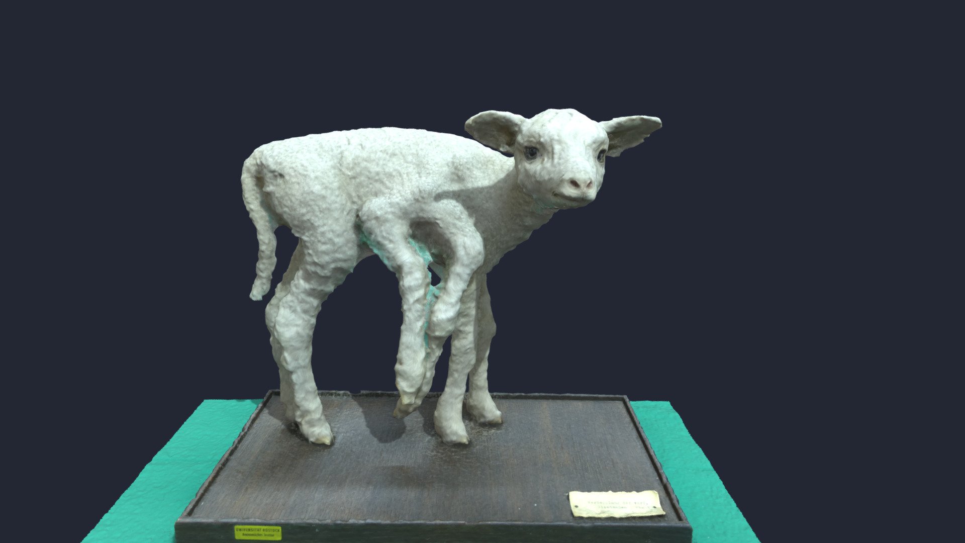 Sheep with 6 legs conjoined twin version 2 - 3D model by Institute of ...