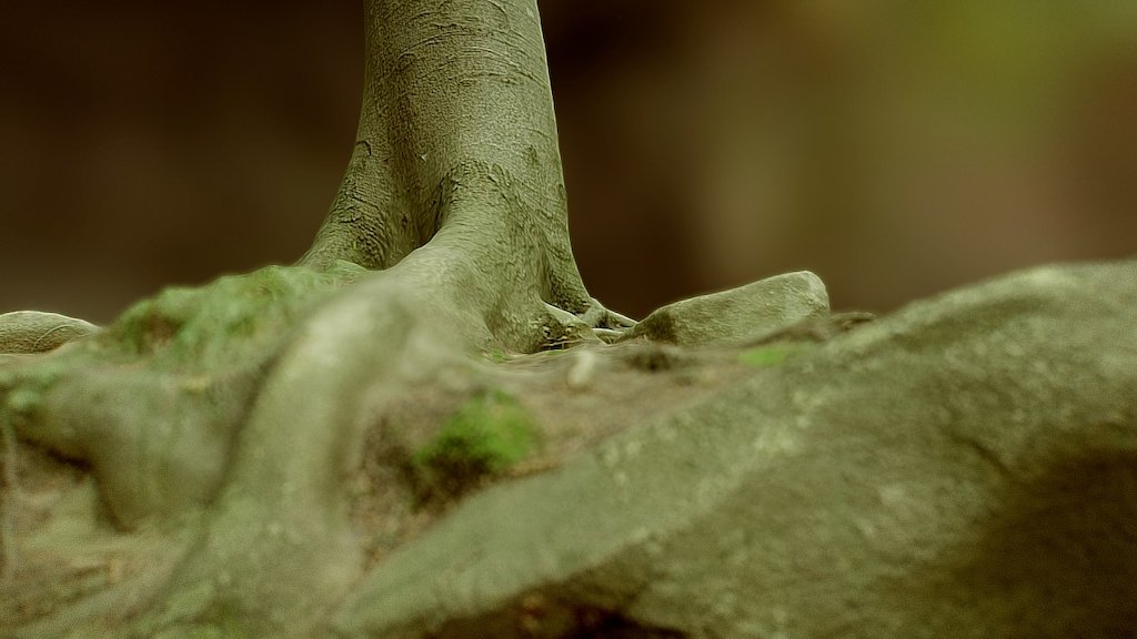 Tree and rock - 3D model by sumegija [05f6029] - Sketchfab