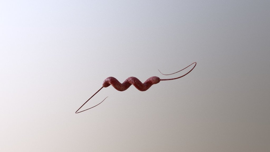 Campylobacter Jejuni - 3D model by grimaldi-studio [05fb217] - Sketchfab