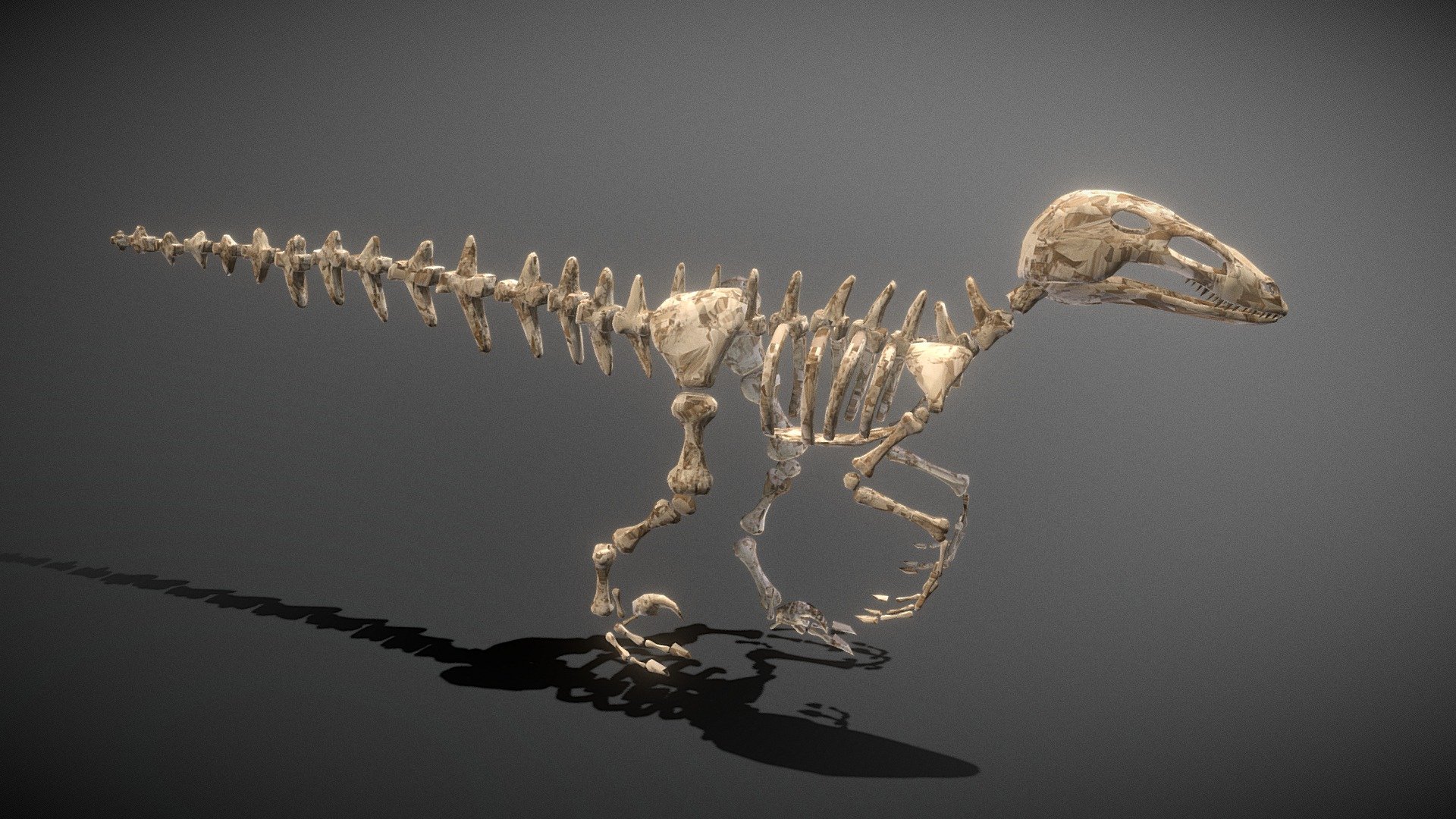 Dinosaur Skeleton - Buy Royalty Free 3D model by Zhang Shangbin ...