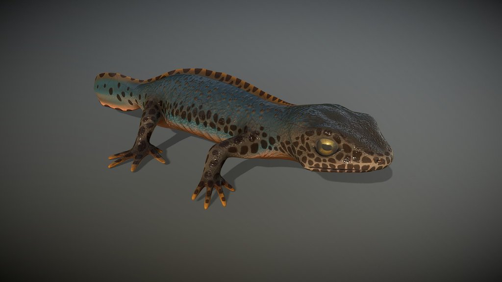 Amphibians - A 3D model collection by Didstevetellyouthatperchance ...