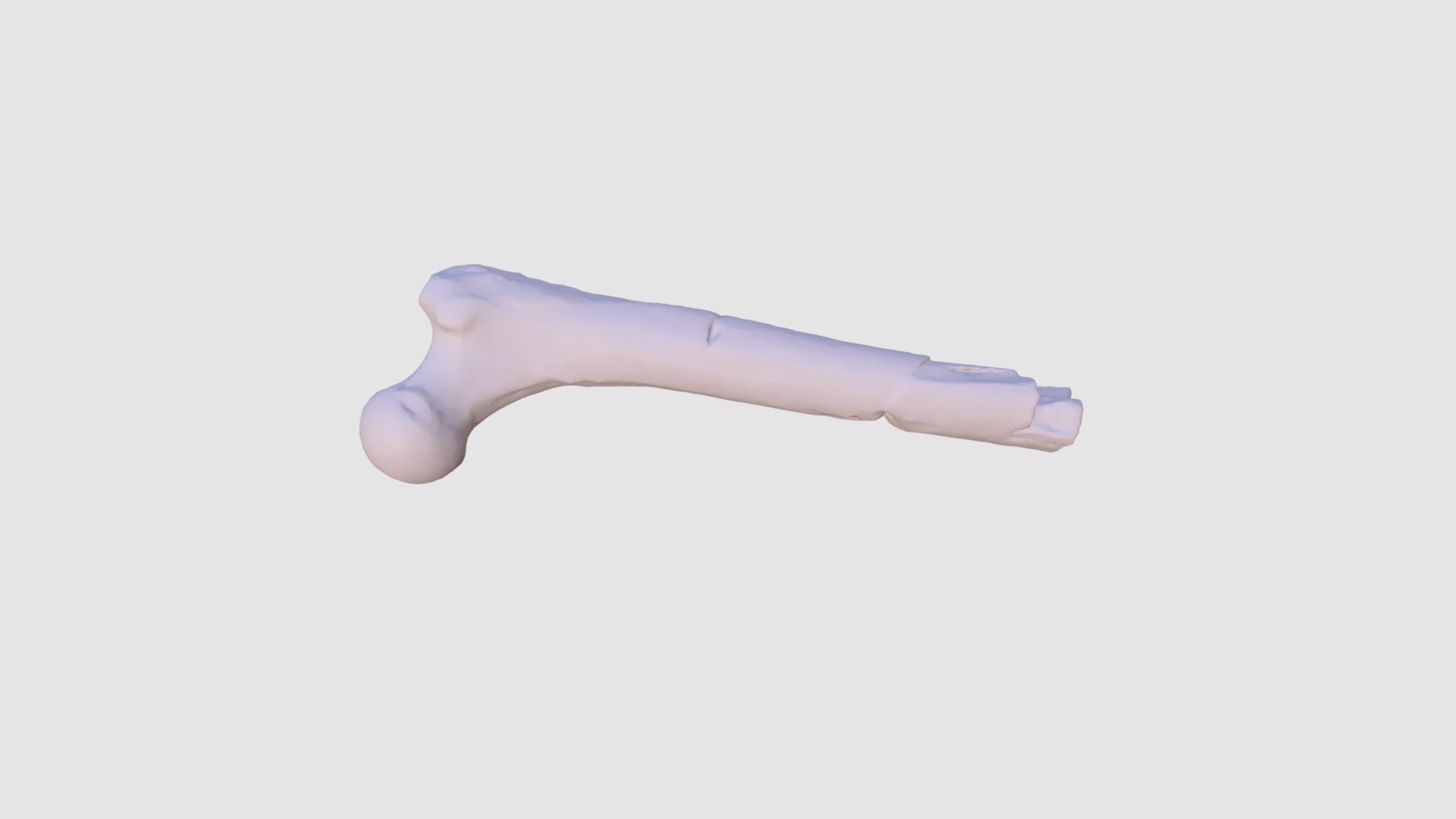 Lucy Femur - 3D model by Dartmouth (@dartmouth-college) [060fe9f ...