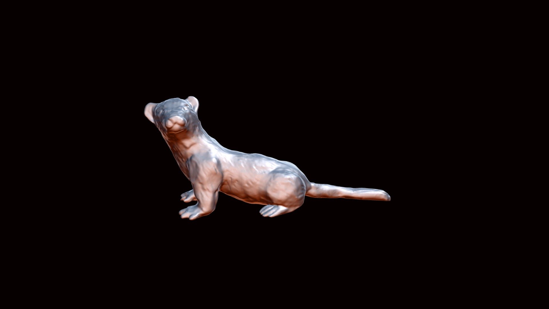 Weasel (VCU_3D_7948and7949) - 3D model by Virtual Curation Lab ...