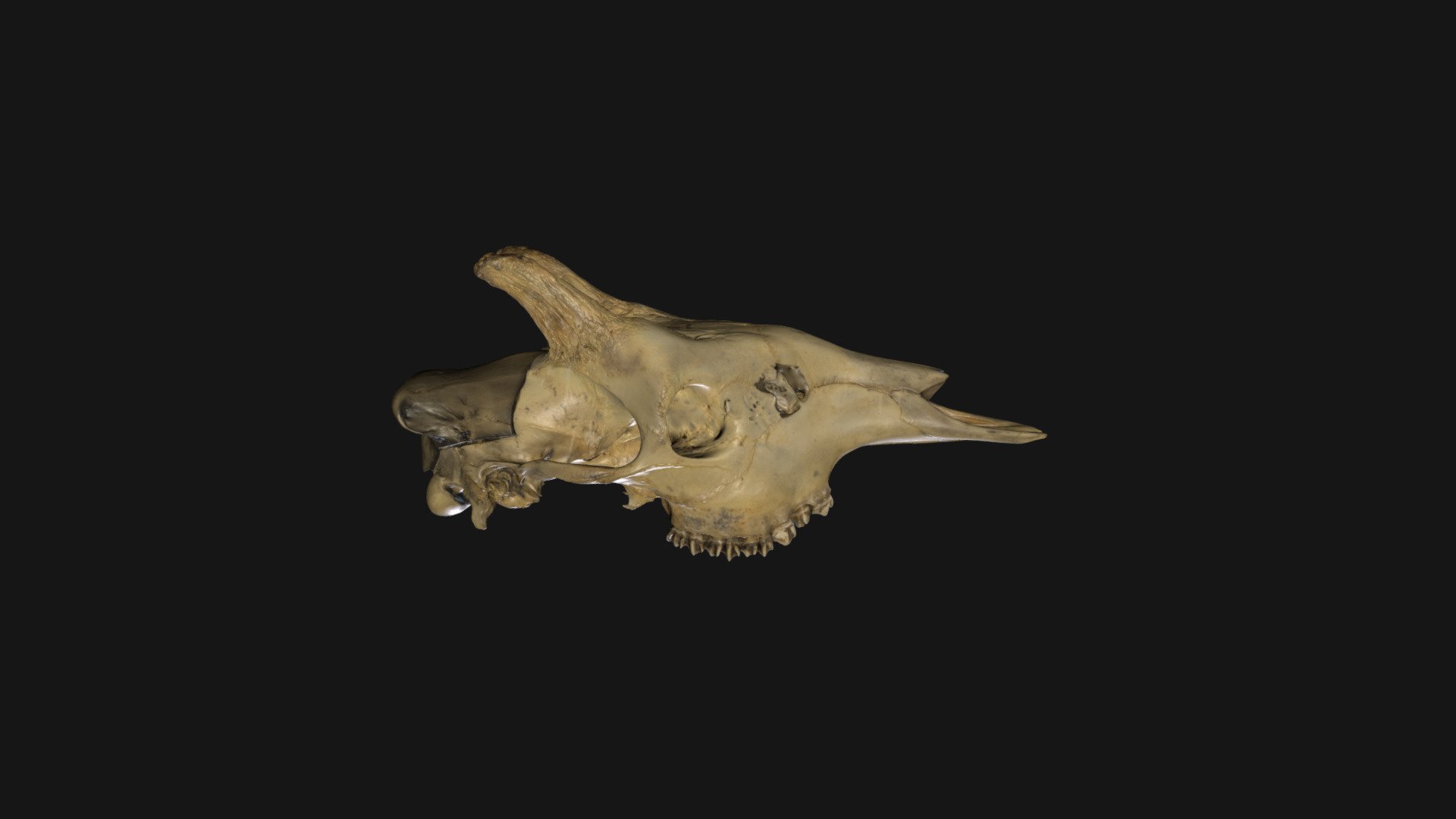 Okapi skull - 3D model by Blackburn Lab (@ufherps) [061db74] - Sketchfab