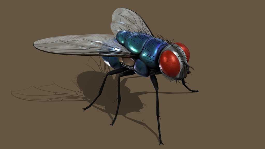 Fly - A 3D model collection by JesseBarrios - Sketchfab