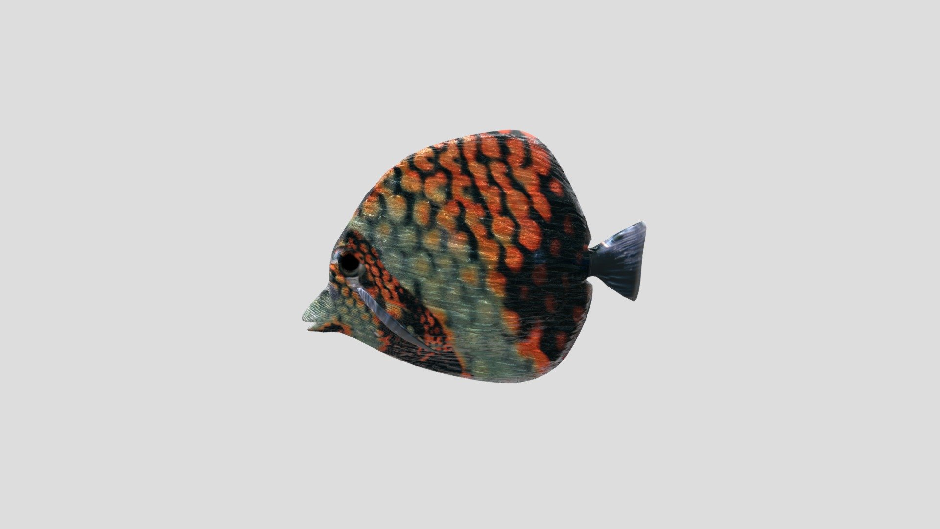 Fish - 3D model by WakeJay [06273cd] - Sketchfab