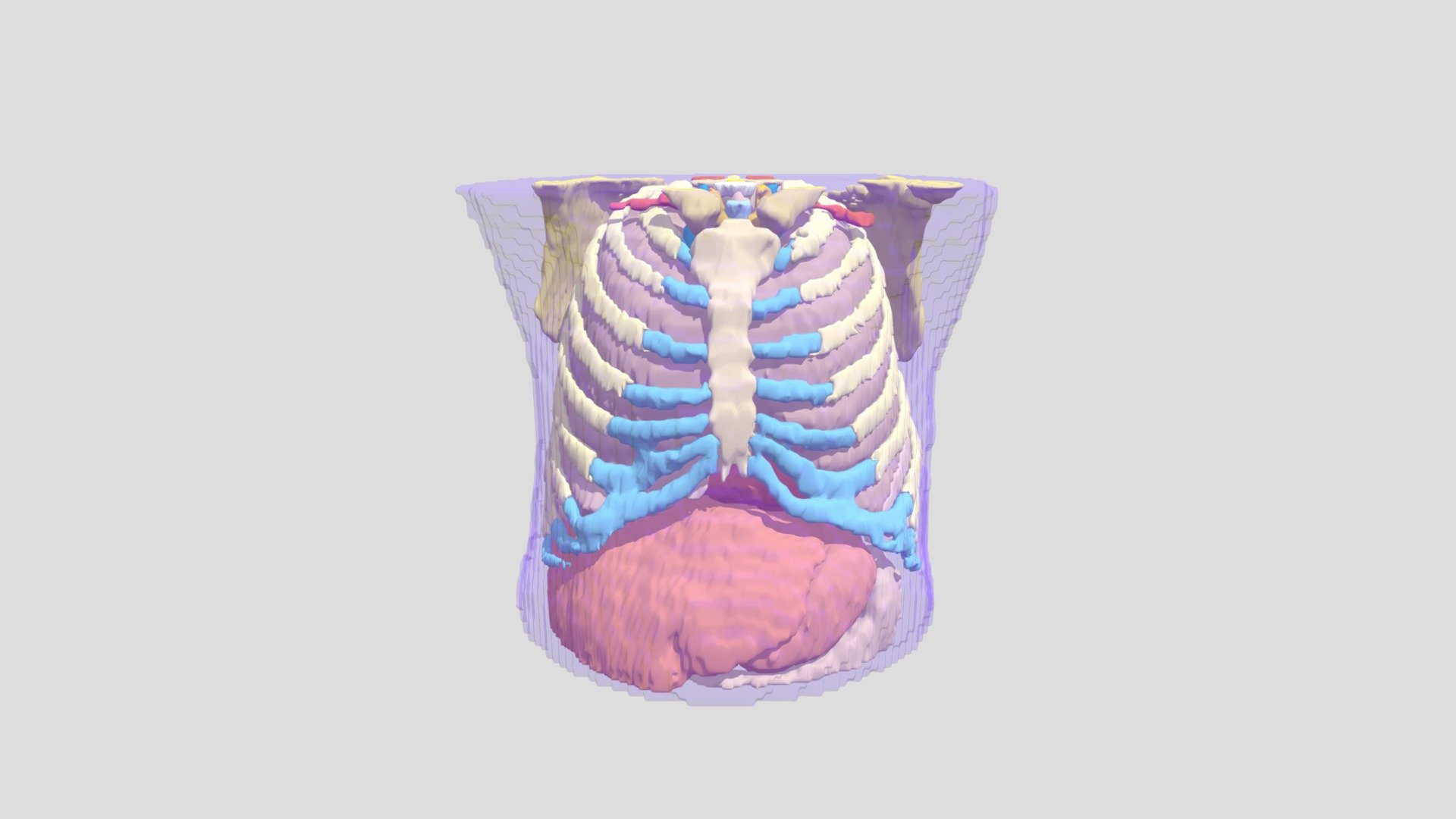 CT Chest Segmentation - 3D model by realidad.virtual [062a077] - Sketchfab