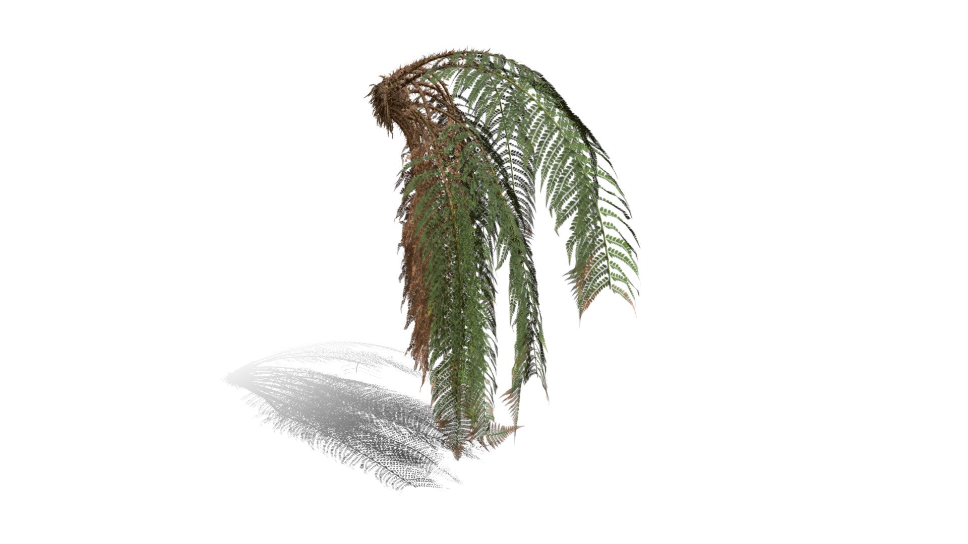 Realistic HD Male fern (50/50) - Download Free 3D model by PlantCatalog ...
