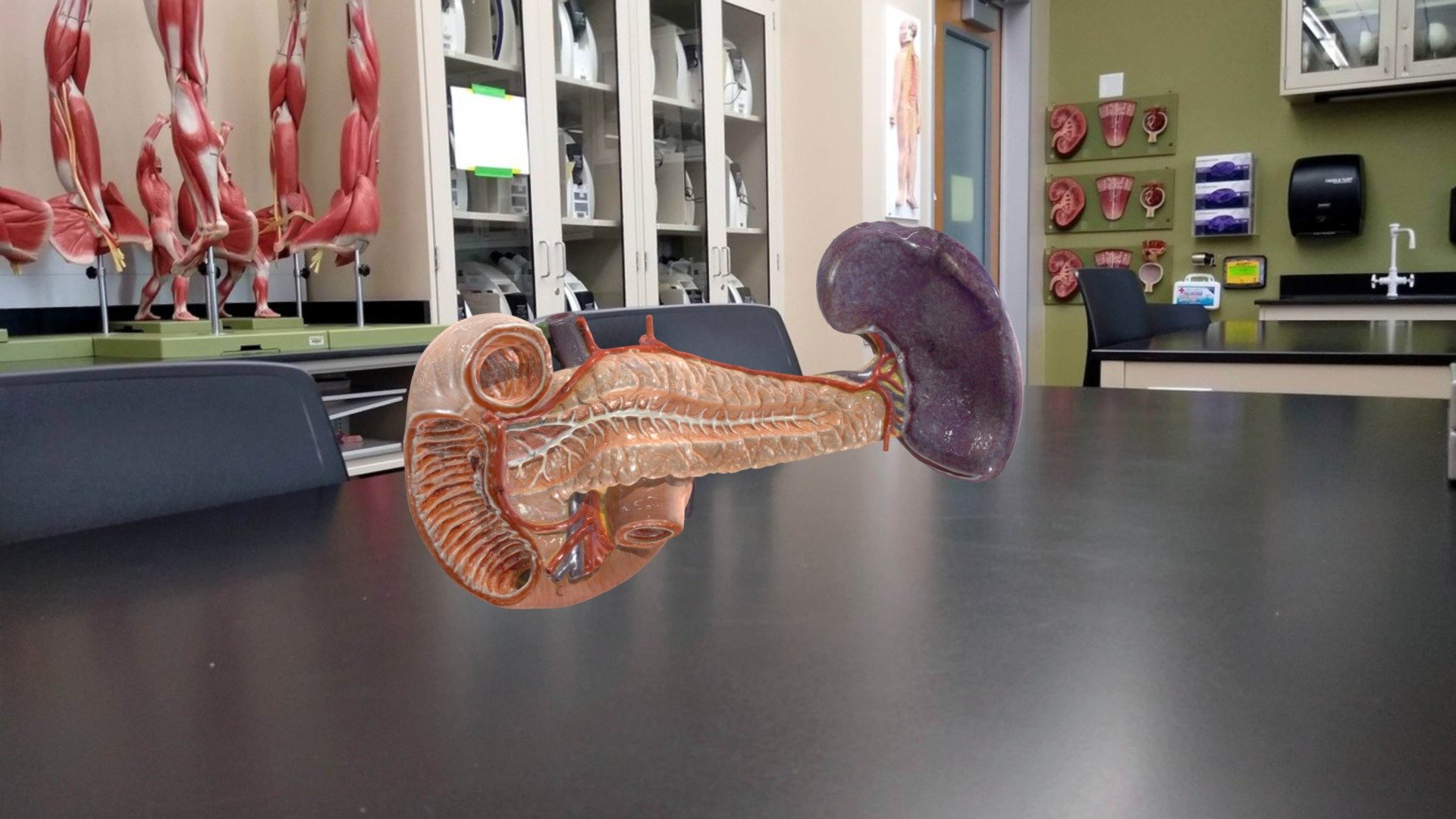 Pancreas, duodenum and spleen model - 3D model by Dr. Alex Cheroske ...