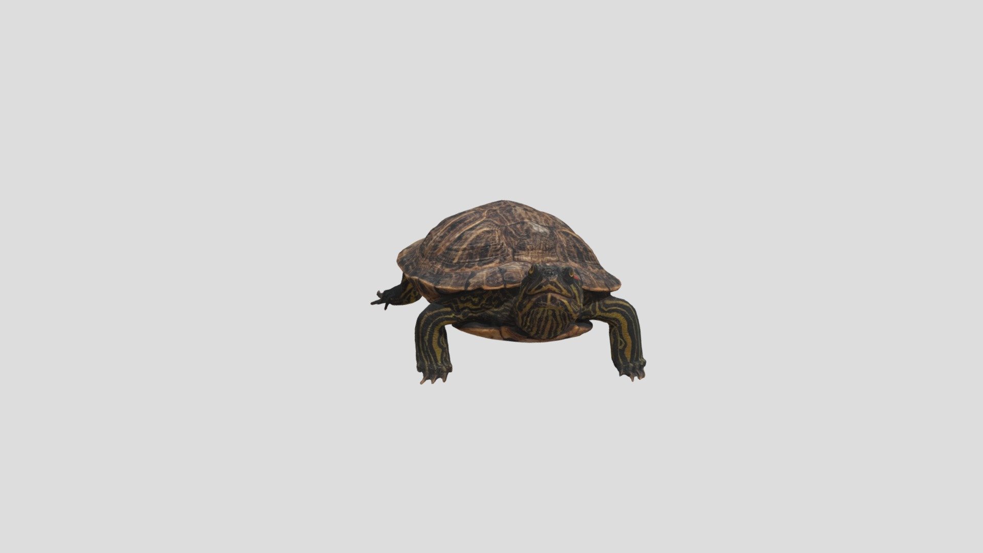 Model tortuga BDVT - 3D model by carla14 [0636d8a] - Sketchfab